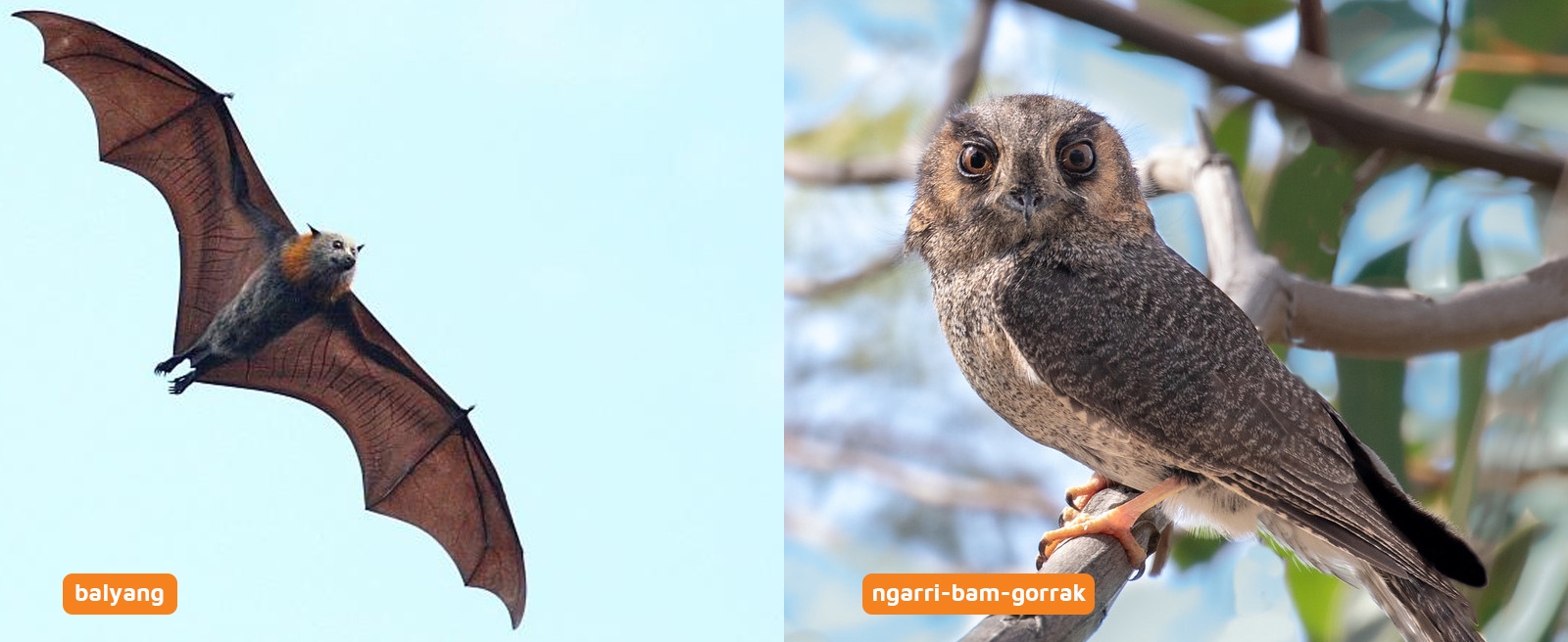 Wurundjeri Stories and Totems - Deadly Story